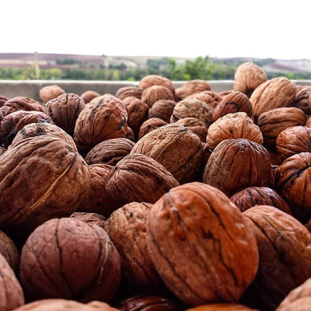 Noci biologiche Chandler - la varietà più pregiata - coltivate in ...